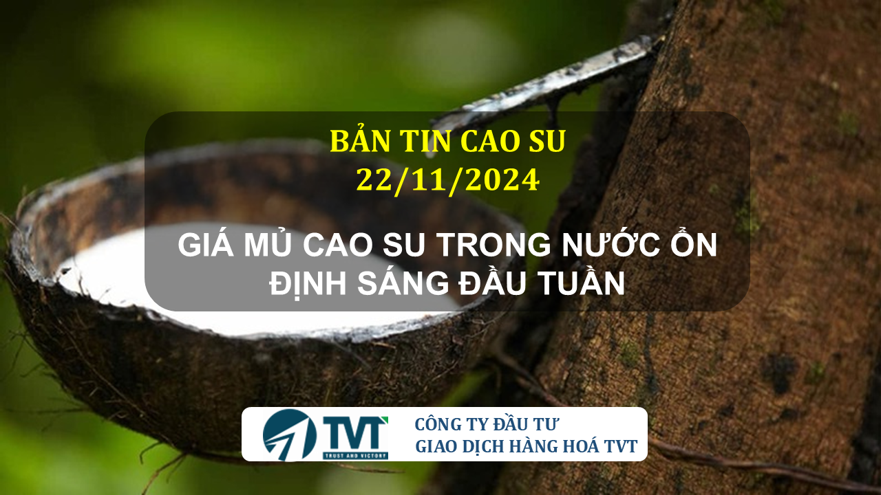 Bản tin cao su 22/11/2024: Giá cao su thế giới quay đầu giảm, trong nước ổn định