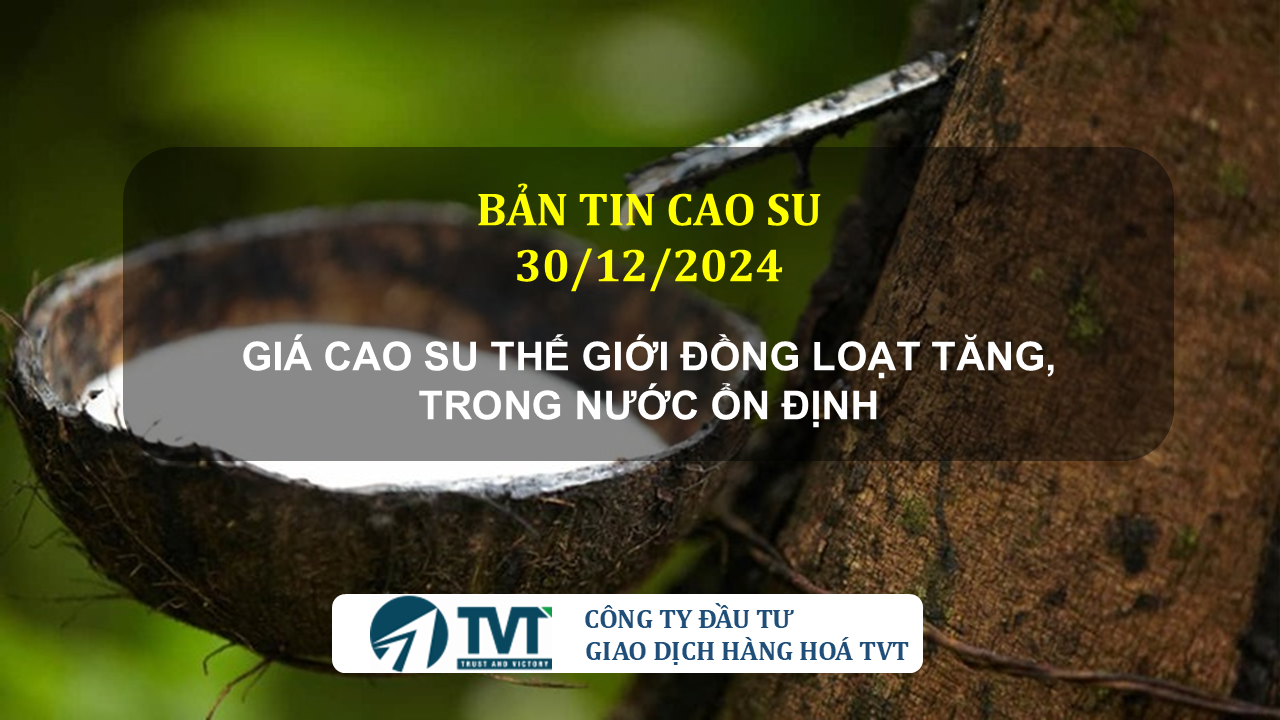 Bản tin cao su 30/12/2024: Giá cao su thế giới đồng loạt tăng, trong nước ổn định