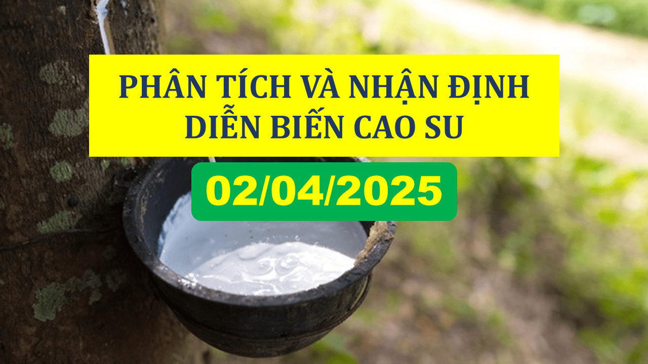 Phân tích xu hướng giá cao su TSR20 ngày 02/04/2025